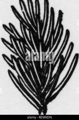 Larch twigs, Larix decidua, pine plants, larch tree, close up Stock ...