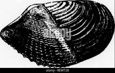 a open clam shell found on the beach at Green Island Australia Stock ...