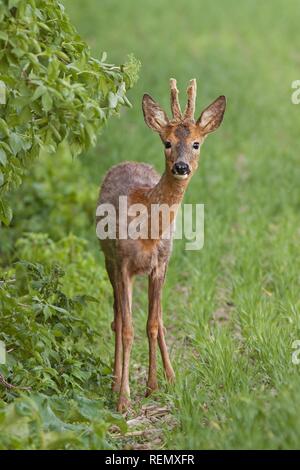 roe deer (Capreolus capreolus), roe deer changing fur, Germany, North ...
