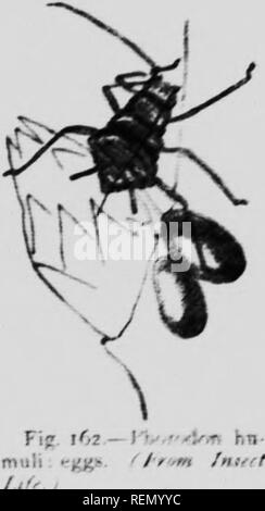 Ants, Bees, Wasps, New York, Appleton, 1897, Bees, Ants, Wasps, An ...