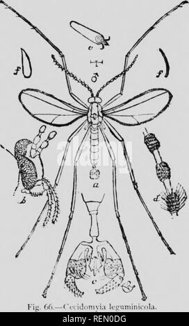 Ants, Bees, Wasps, New York, Appleton, 1897, Bees, Ants, Wasps, An ...