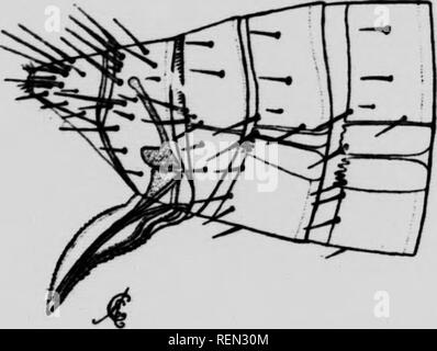 . The pear thrips (Taeniothrips inconsequens Uzel) and its control in ...
