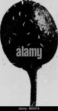 . The pear thrips (Taeniothrips inconsequens Uzel) and its control in ...