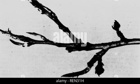 . The pear thrips (Taeniothrips inconsequens Uzel) and its control in ...