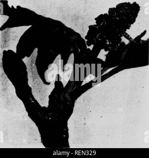 . The pear thrips (Taeniothrips inconsequens Uzel) and its control in ...