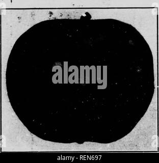 . The more important fruit tree diseases of Ontario [microform]. Fruit ...