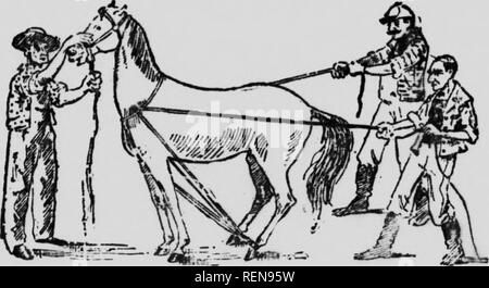 . The anatomy of the domestic animals . Veterinary anatomy. 140 ...