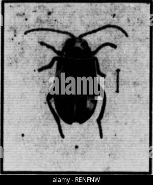 . Les altises, comment les combattre [microforme]. Insectes nuisibles ...