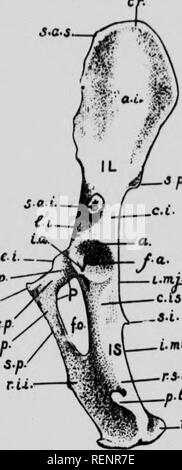 . Practical anatomy of the rabbit [microform] : an elementary ...