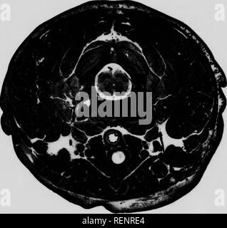 . Practical anatomy of the rabbit [microform] : an elementary ...