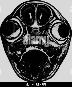 . Practical anatomy of the rabbit [microform] : an elementary ...