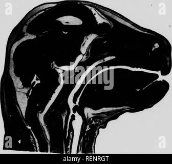 . Practical anatomy of the rabbit [microform] : an elementary ...