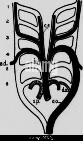 . Practical anatomy of the rabbit [microform] : an elementary ...