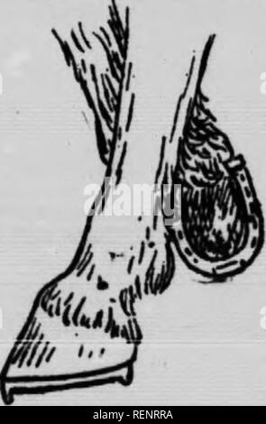 Horse with white fetlocks Stock Photo - Alamy