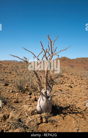 A bottle tree (Pachypodium lealii) in arid environment, Damaraland ...