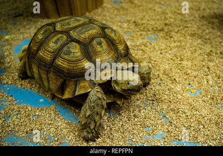 Qiqihar, Qiqihar, China. 22nd Jan, 2019. Qiqihar, CHINA-Adorable ...