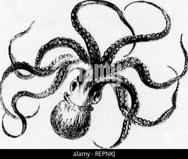 Nervous system of the cuttle fish Stock Photo - Alamy