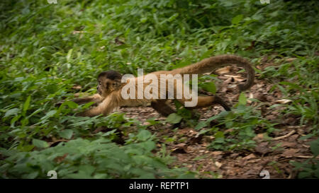 Robust capuchin monkeys in Goiânia, Goiás Stock Photo - Alamy