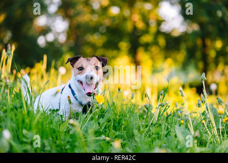 Spring seasonal allergy concept with happy dog running among blooming ...