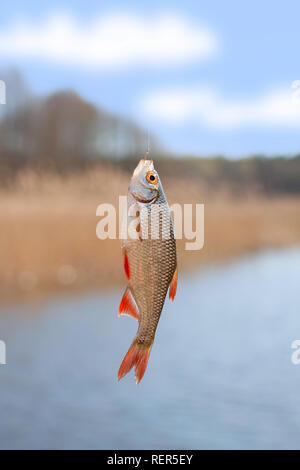 rudd caught on hook against water and cane Stock Photo - Alamy