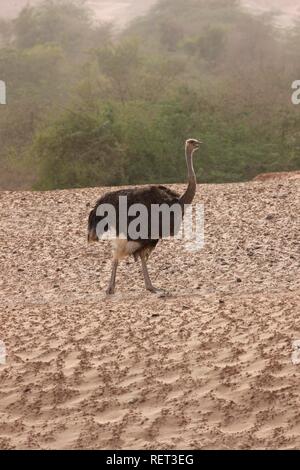 The Arabian ostrich in a nature reserve in north-eastern Qatar Stock ...