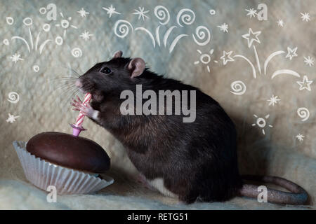 the rat celebrates his birthday and eats a cake with a candle Stock ...