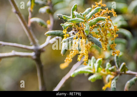 Close up of Quercus durata (California scrub oak, leather oak) flowers ...