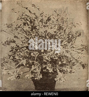 . PTERIS CRETICA '':â ..â ALBO-LINEATA' * Lomaria Ciliata. A dwarf Tree ...