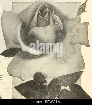 Rose George Dickson Stock Photo - Alamy