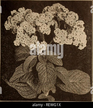 . PTERIS CRETICA '':â ..â ALBO-LINEATA' * Lomaria Ciliata. A dwarf Tree ...