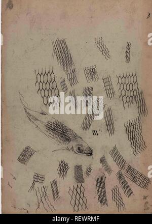 Studies of scales. Draughtsman: Gerrit Willem Dijsselhof. Dating: 1876 ...