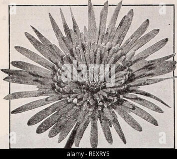 . Gerbera Jamesoni Gerbera Jamesoni Transvaal Daisy Strong clumps for ...