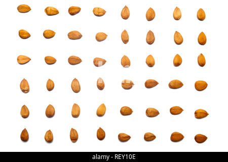 A collection of Apricot stone lie in horizontal rows on an isolated ...