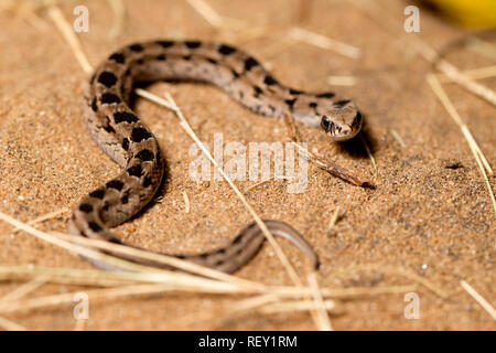 A juvenile rhombic night adder, Causus rhombeatus, aka demon night ...