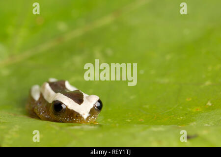 Fornasini's Spiny Reed Frog (Afrixalus fornasini), on a leaf Stock ...
