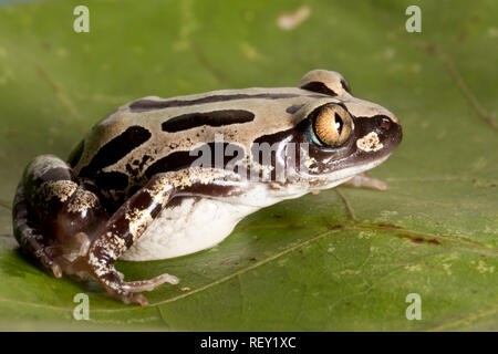 Bubbling kassina frog Stock Photo - Alamy