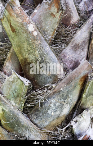 Brown palm tree trunk. Detailed photo of tropical plant Stock Photo - Alamy