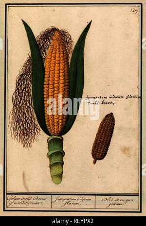 Corn (Zea Mays), 1596-1610. Commissioned by Emperor Rudolf II Stock ...