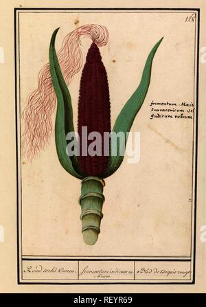 Corn (Zea Mays), 1596-1610. Commissioned by Emperor Rudolf II Stock ...