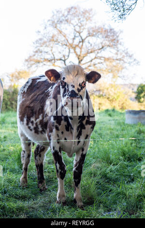 Normandy white cow on a green meadow Stock Photo - Alamy