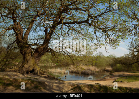 An old oak tree by the pond Stock Photo - Alamy