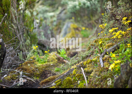 Afro-alpine vegetation, Rwenzori Mountains, Uganda, Africa Stock Photo ...