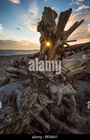 A stranded log on the shore of Grado, Italy, turns the setting sun into ...