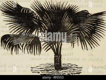 The dwarf date palm or Ceylon date palm (Phoenix pusilla) found in ...