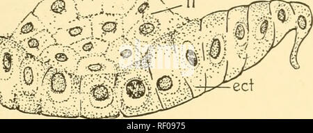 Embryology of insects and myriapods Stock Photo - Alamy