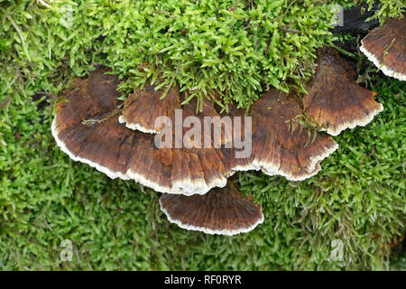 Alder bracket fungus, Mensularia radiata Stock Photo - Alamy