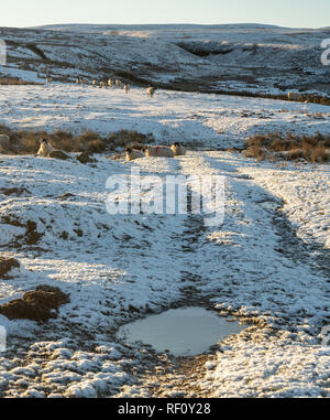 Northumberland, UK, ewes in the landscape with raddle colours to show ...