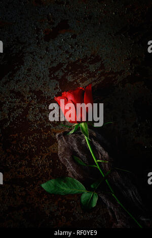 Dry flower on dark background, close-up photo of autumn flower Stock ...