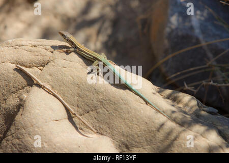 Cretan Wall lizard (Podarcis cretensis), Male, Plakias, Western Crete ...