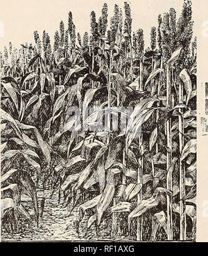 Two pairs of three seed pods on a white background in landscape format ...